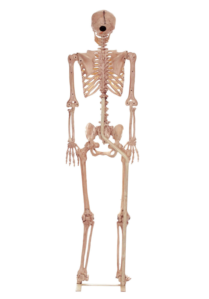 Metal Stand for Lifesize Skeletons – Kids Halloween Costumes